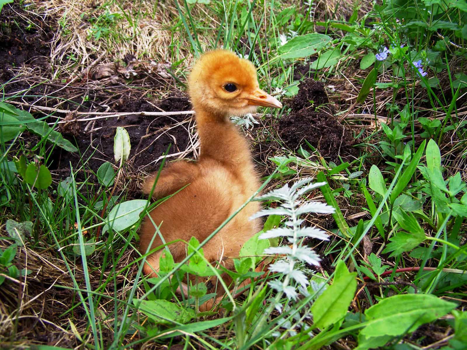 Sister Projects - ALFAwetlands